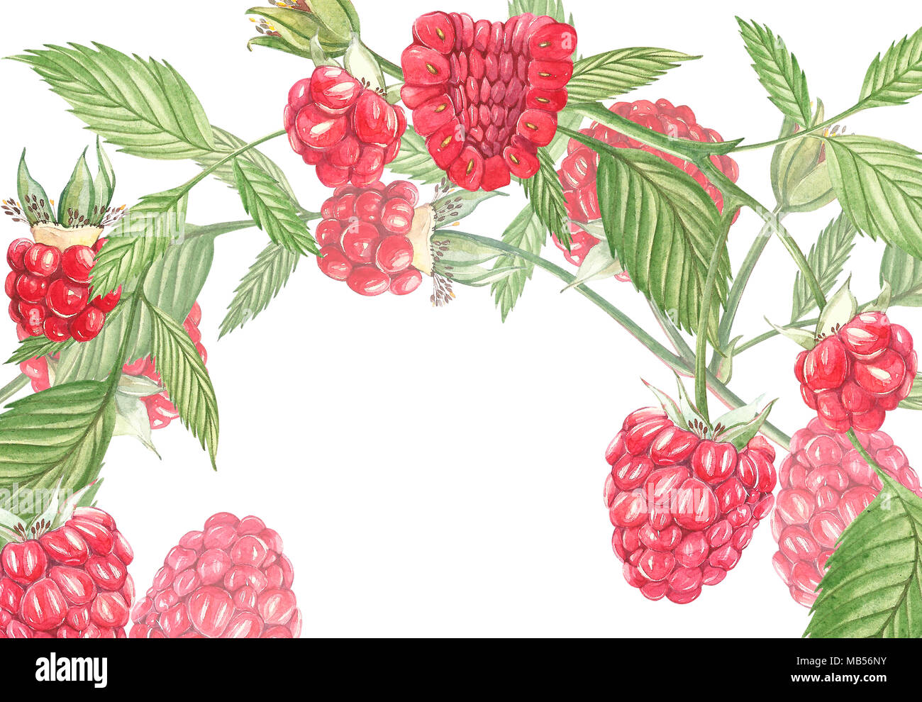 Hand drawn watercolor painting raspberry on white background. Frame ...