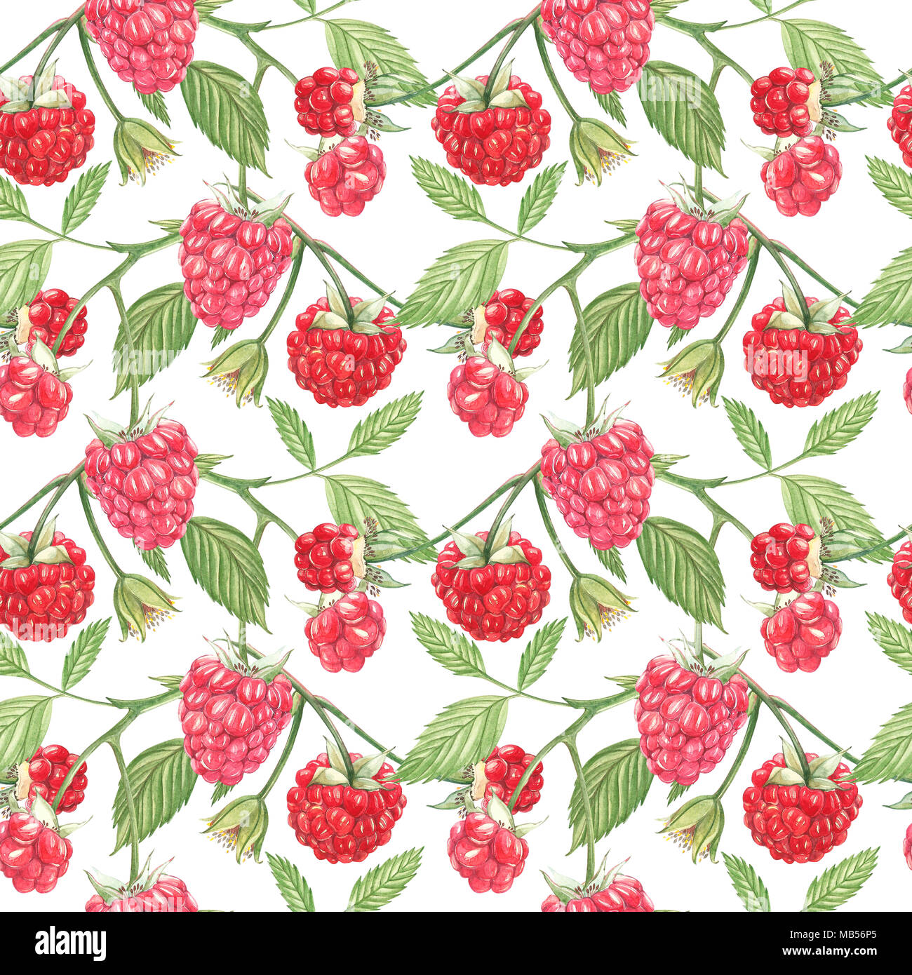 Hand drawn watercolor painting raspberry on white background. Botanical ...