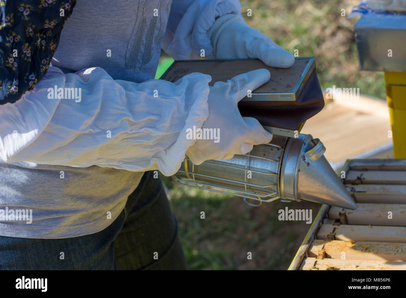 Frames of a bee hive. Beekeeper harvesting honey. The bee smoker is ...