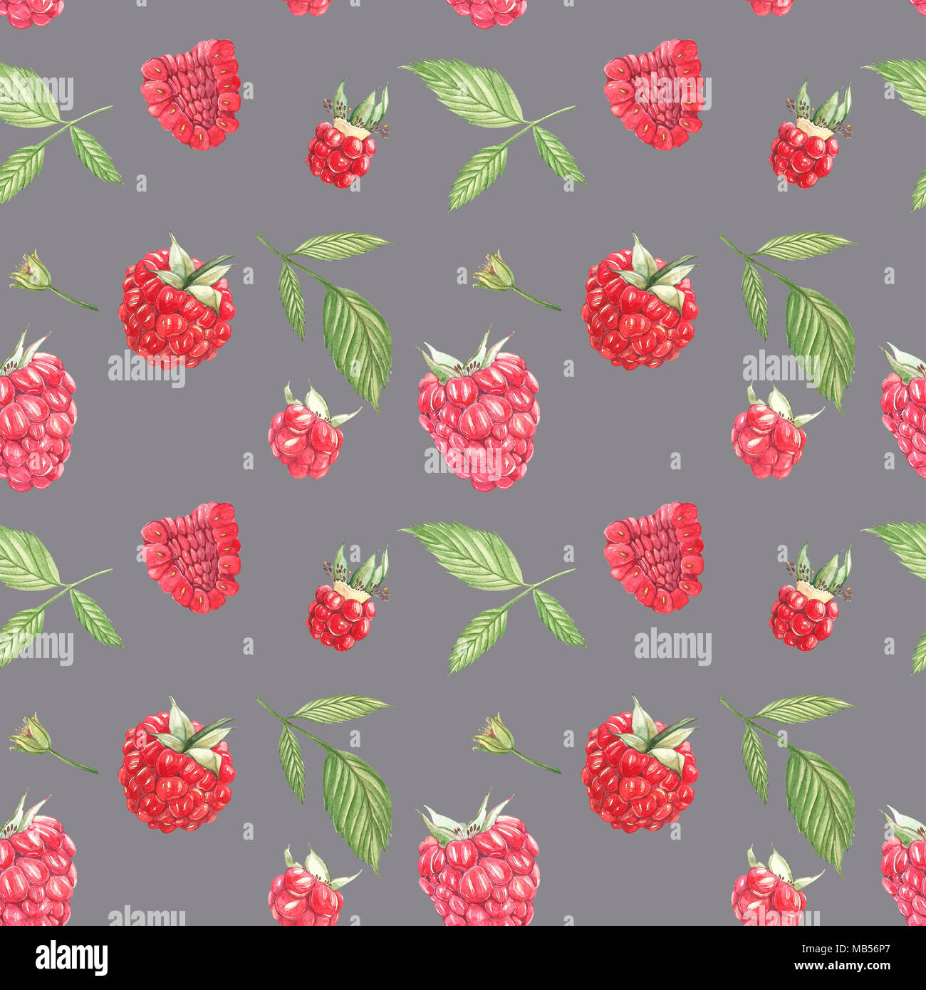 Hand drawn watercolor painting raspberry on white background. Botanical ...