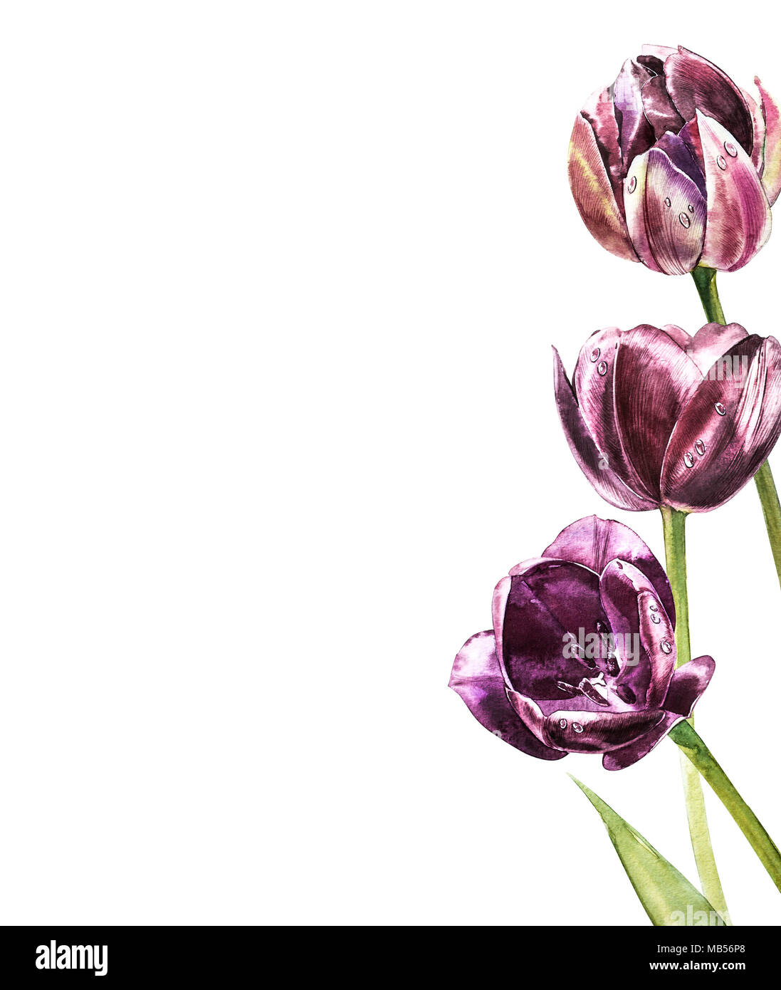 Botanical blank for text. Watercolor Tulips flowers. Perfect for ...