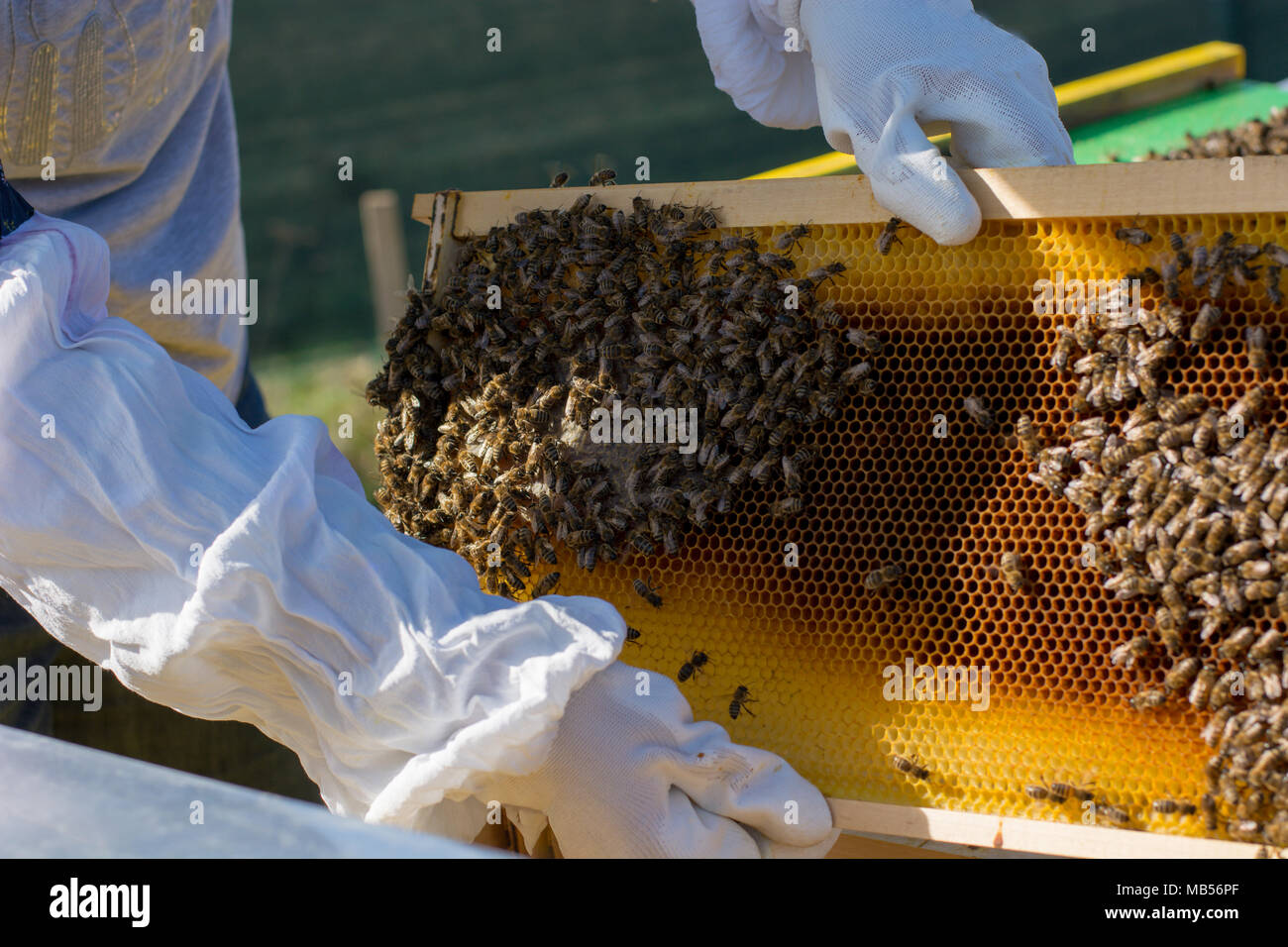 Frames of a bee hive. Beekeeper harvesting honey. The bee smoker is ...