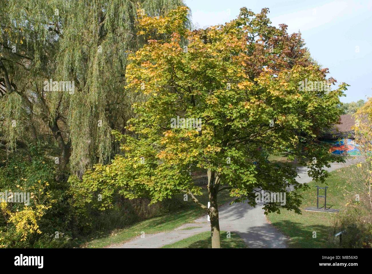 Weeping Willows and Winnersh Meadow Trees surrounding a natural park ...