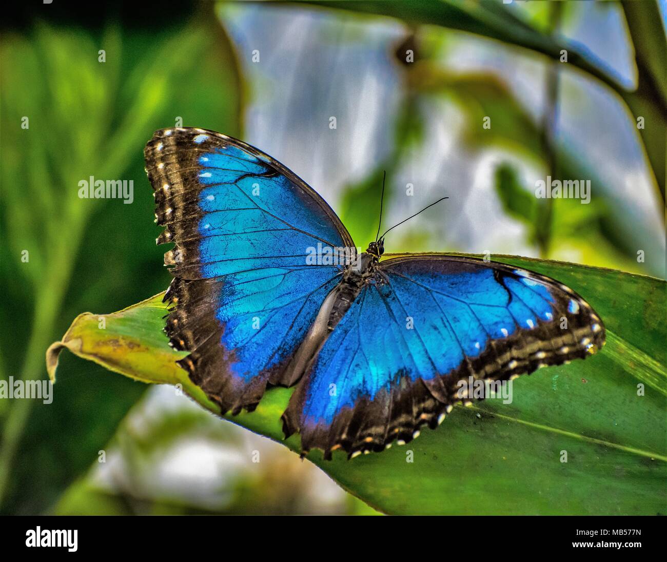 Blue Morpho Butterfly Stock Photo - Alamy