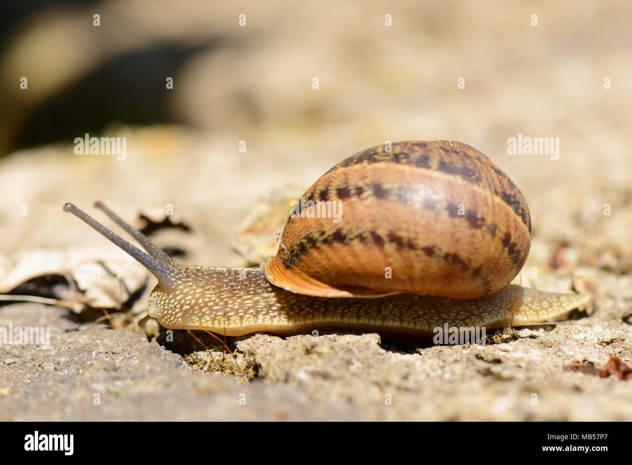 Little Snail moving slowly on a rock Stock Photo - Alamy