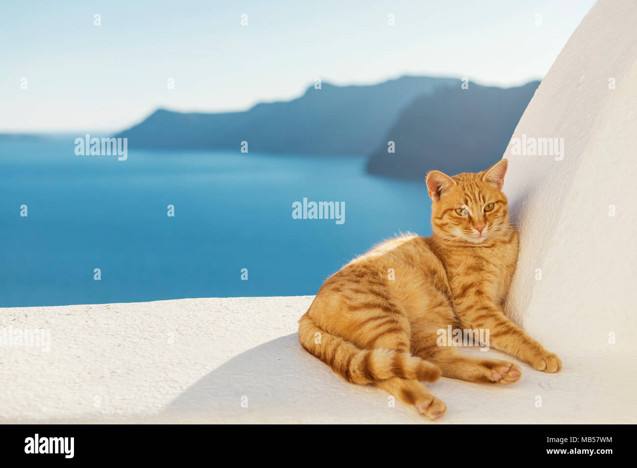 Santorini Stray Ginger Cat Stock Photo - Alamy