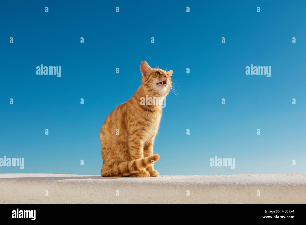 Santorini Stray Ginger Cat Stock Photo - Alamy