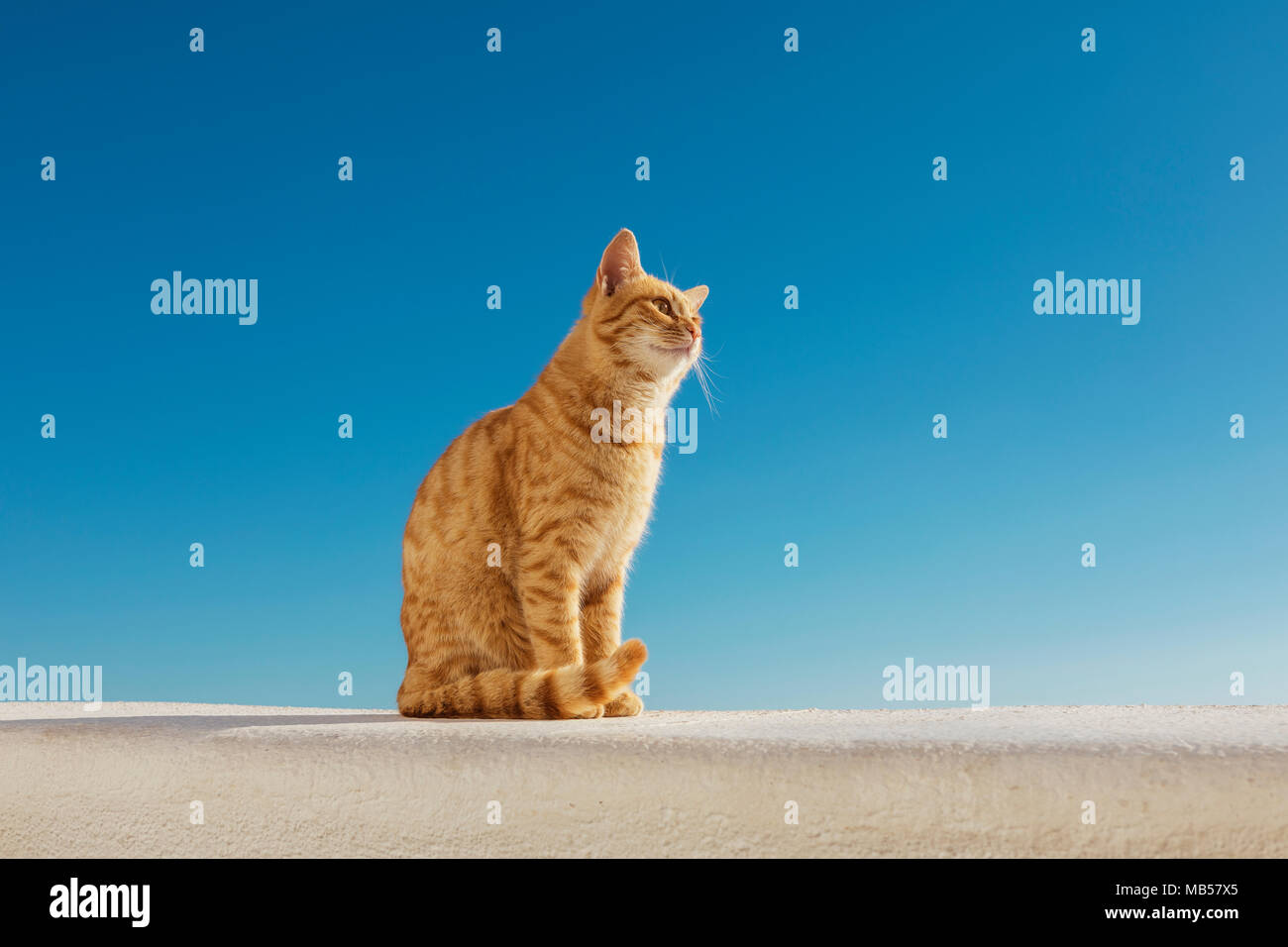 Santorini Stray Ginger Cat Stock Photo - Alamy