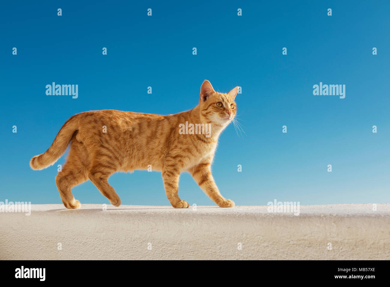 Santorini Stray Ginger Cat Stock Photo - Alamy