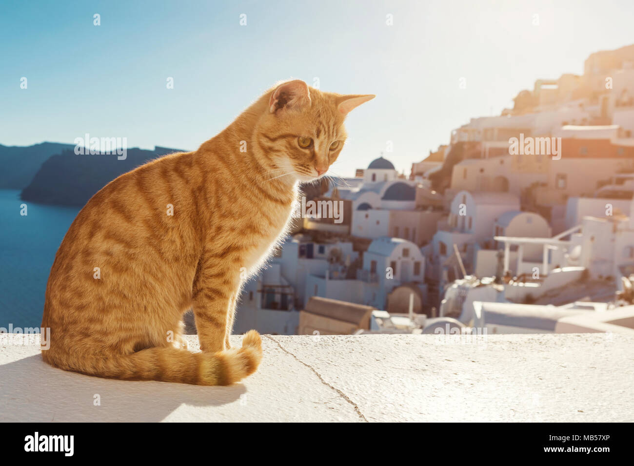 Oia santorini cats hi-res stock photography and images - Alamy
