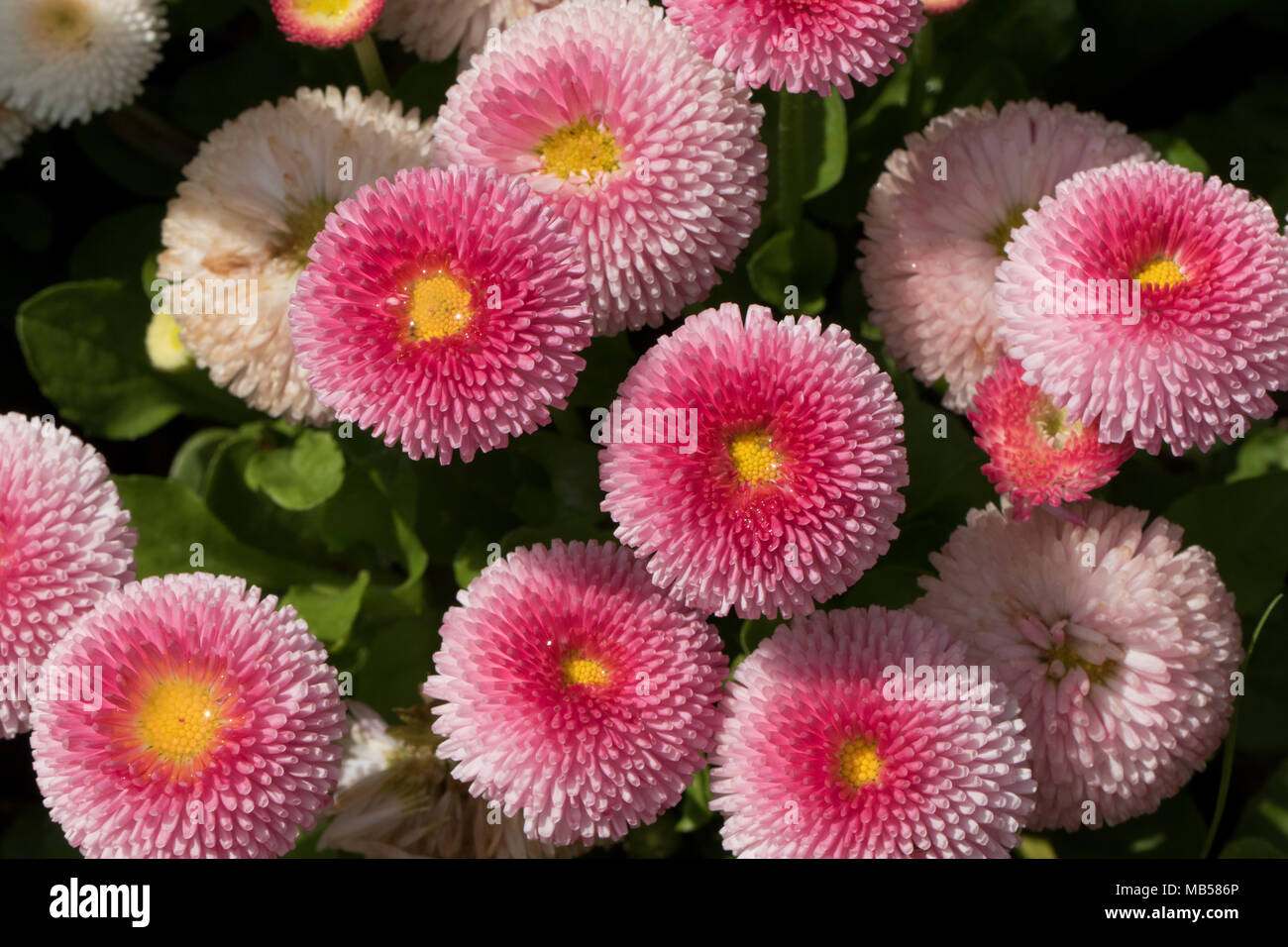 Photos of pink daisies hi-res stock photography and images - Alamy