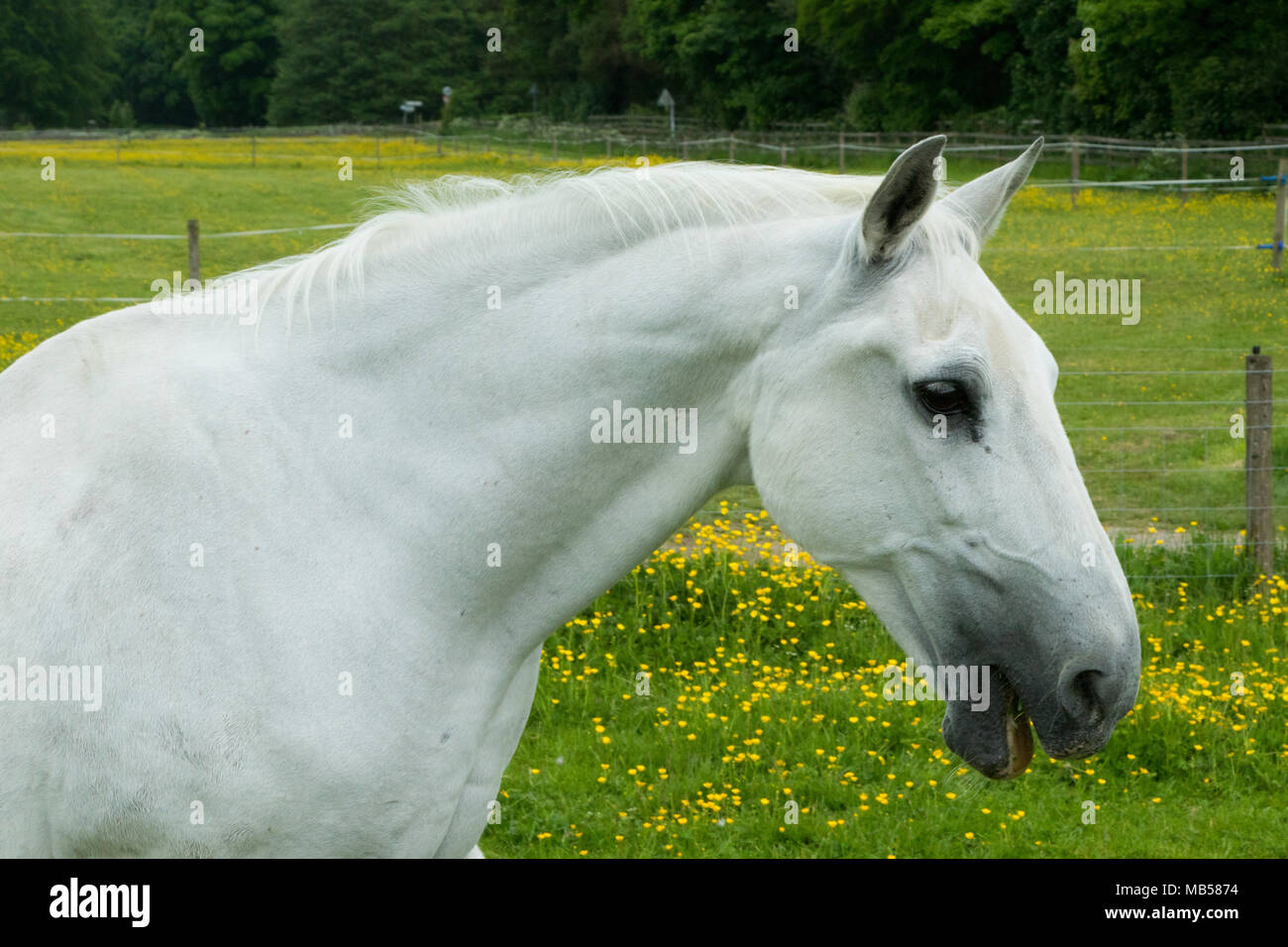 Pure white Horse in a field Stock Photo - Alamy