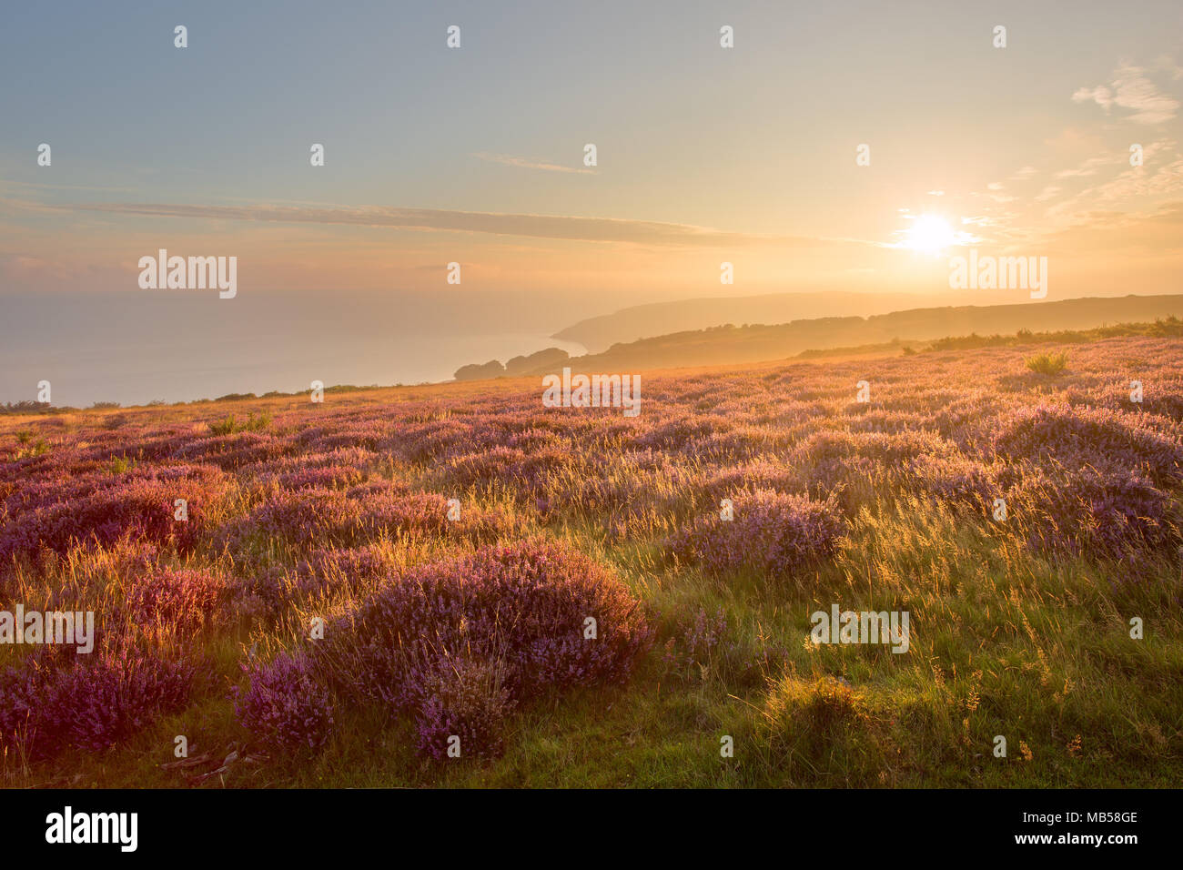 Autumn Heather in flower Porlock common Exmoor Somerset Stock Photo - Alamy