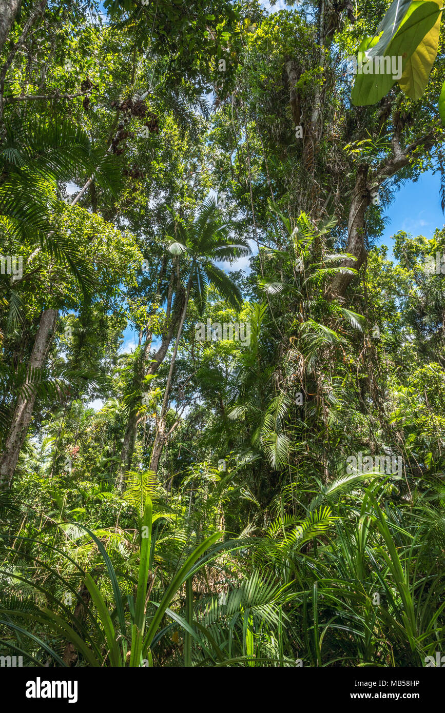 Australian rainforests hi-res stock photography and images - Alamy