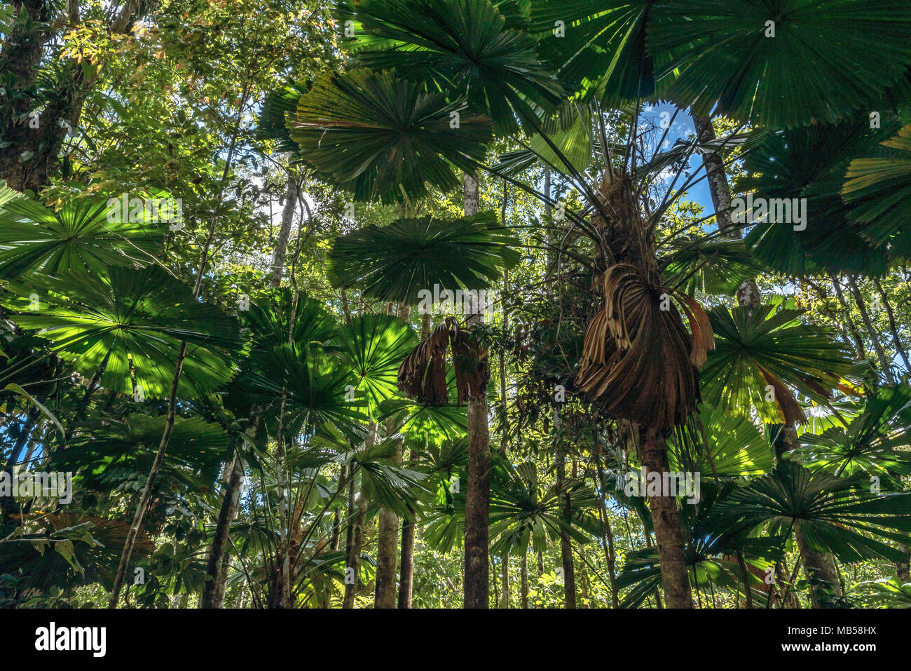 Daintree rain forest hi-res stock photography and images - Alamy