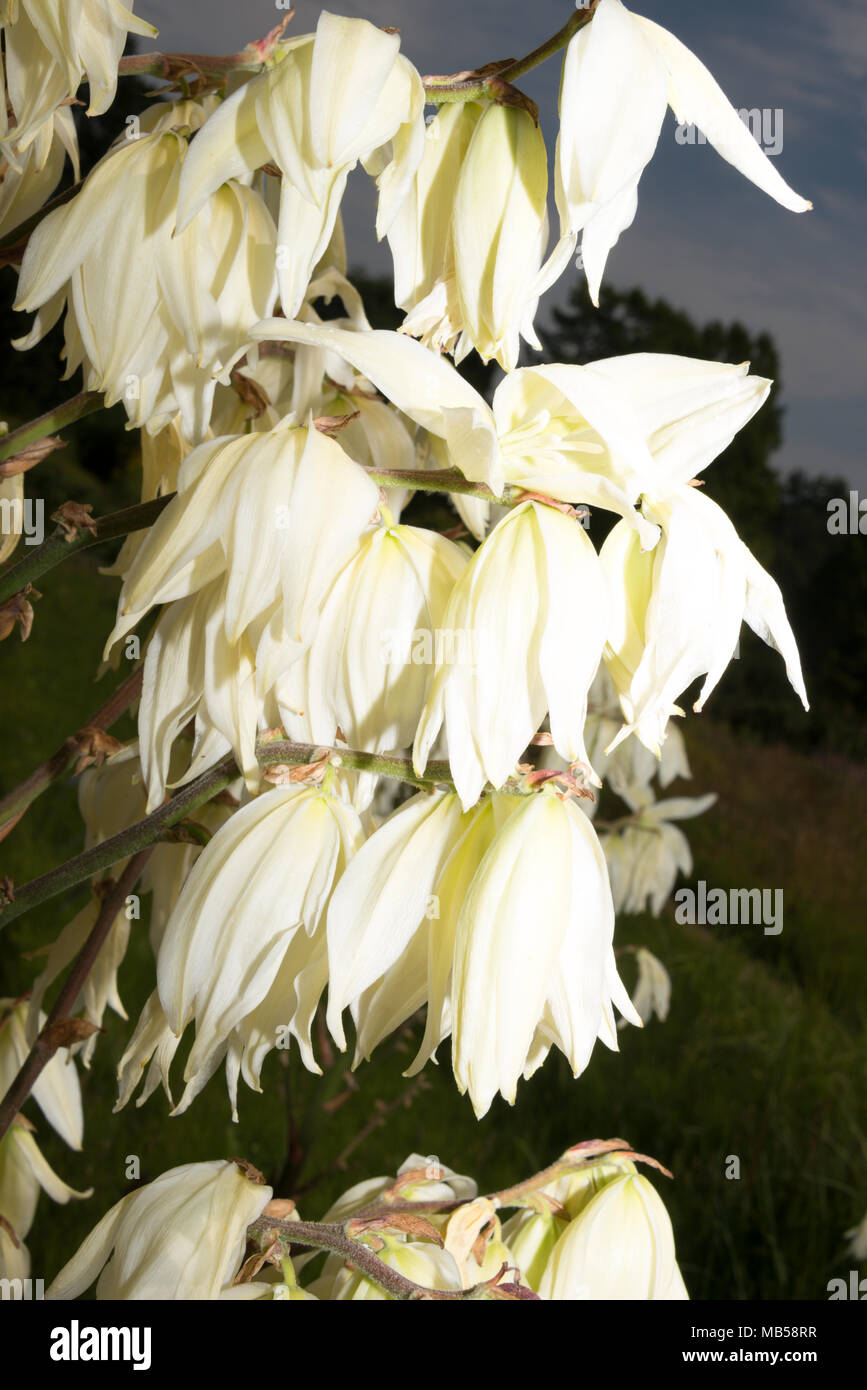 Adams needle hi-res stock photography and images - Alamy