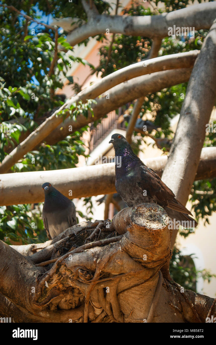A pair of pigeons perched on a tree in Parque Las Palomas (San Juan ...