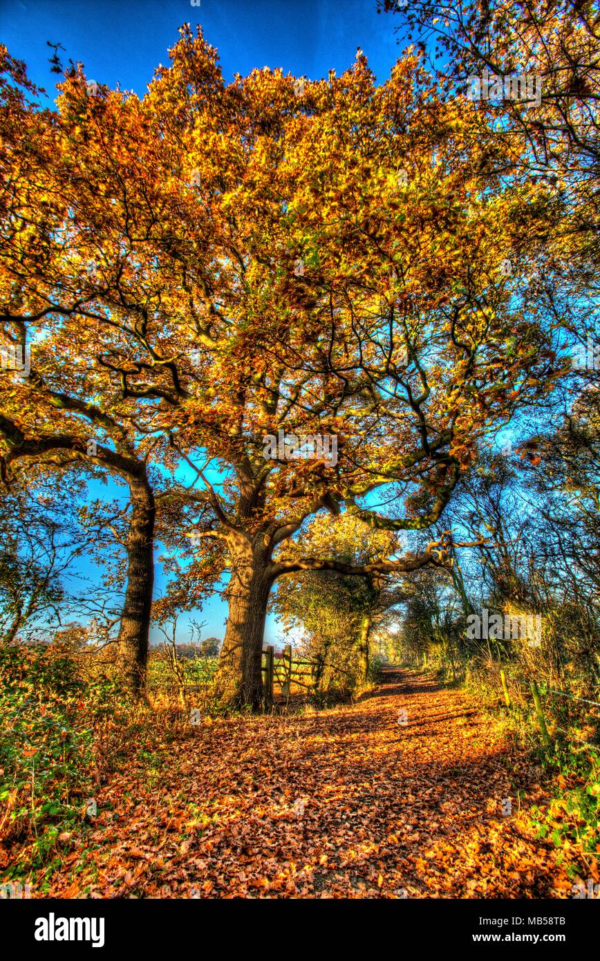 Rural Cheshire, England. Artistic autumnal view of a bridleway, between ...