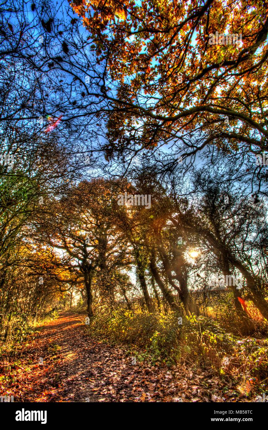 Rural Cheshire, England. Artistic autumnal view of a bridleway, between ...