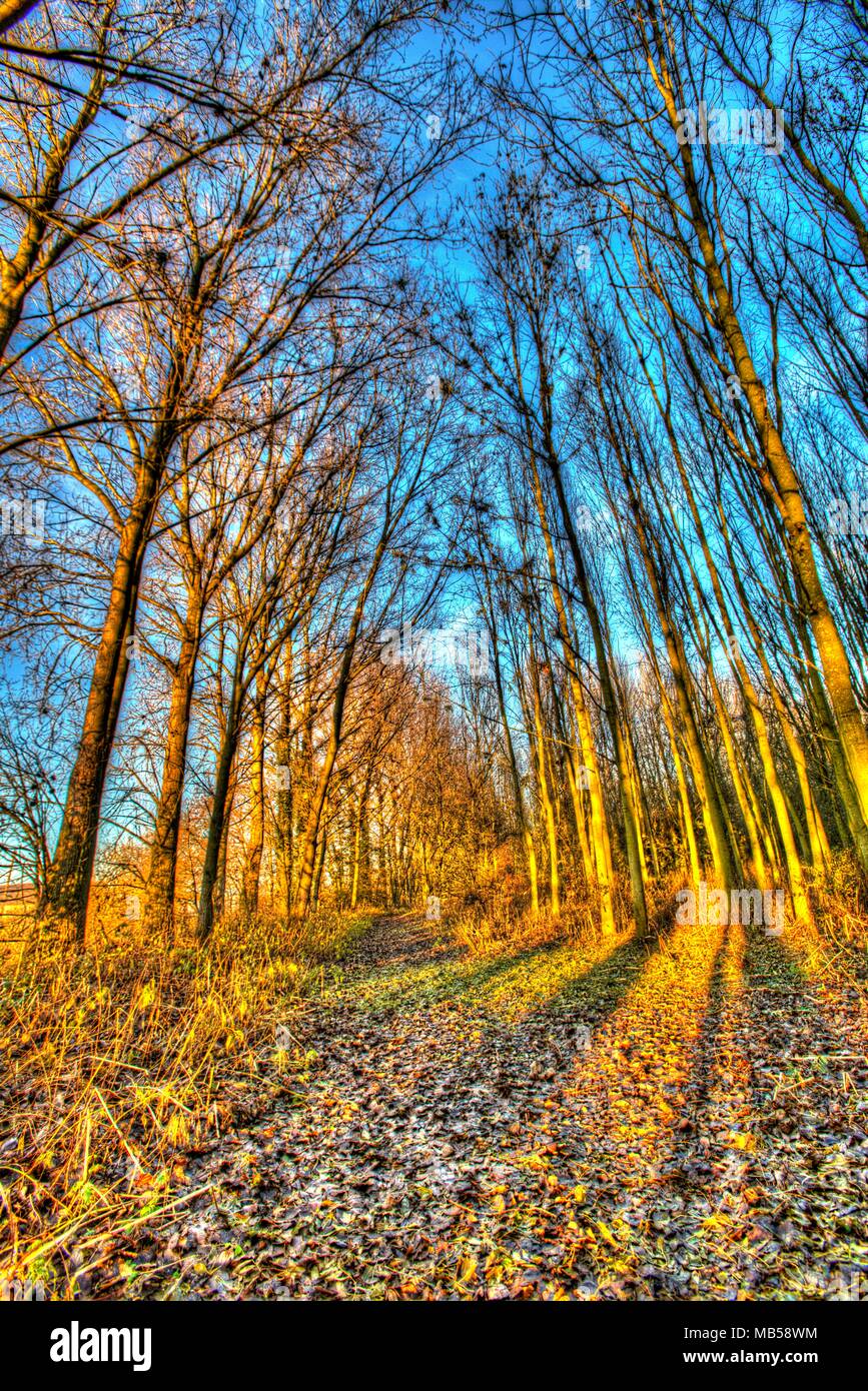 Quiet walking path through woods hi-res stock photography and images ...