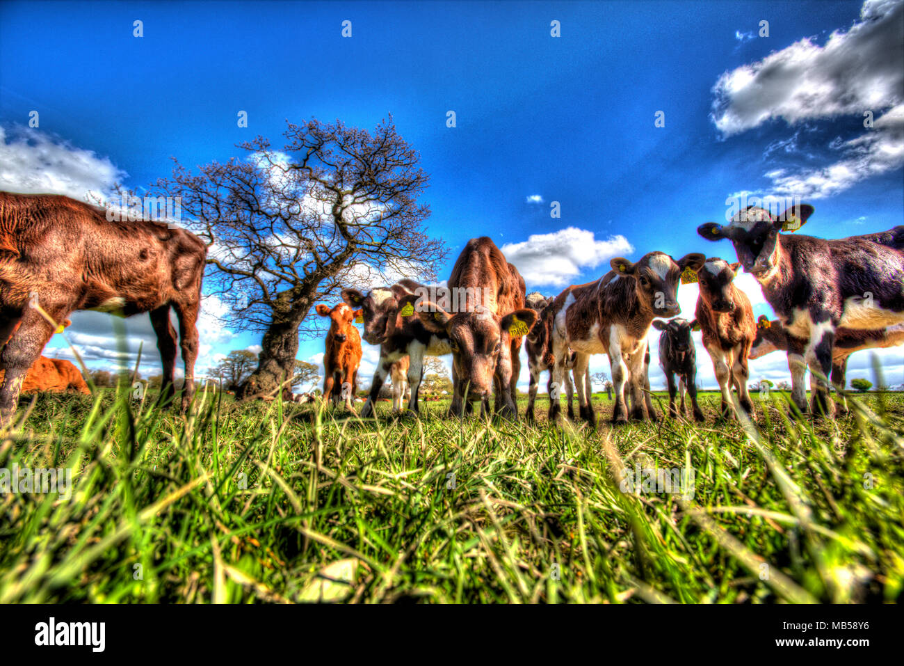 Village of Handley, England. Artistic spring view of calves grazing in ...