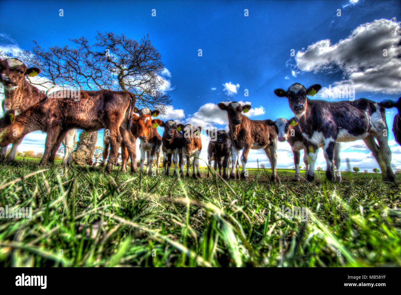 Village of Handley, England. Artistic spring view of calves grazing in ...