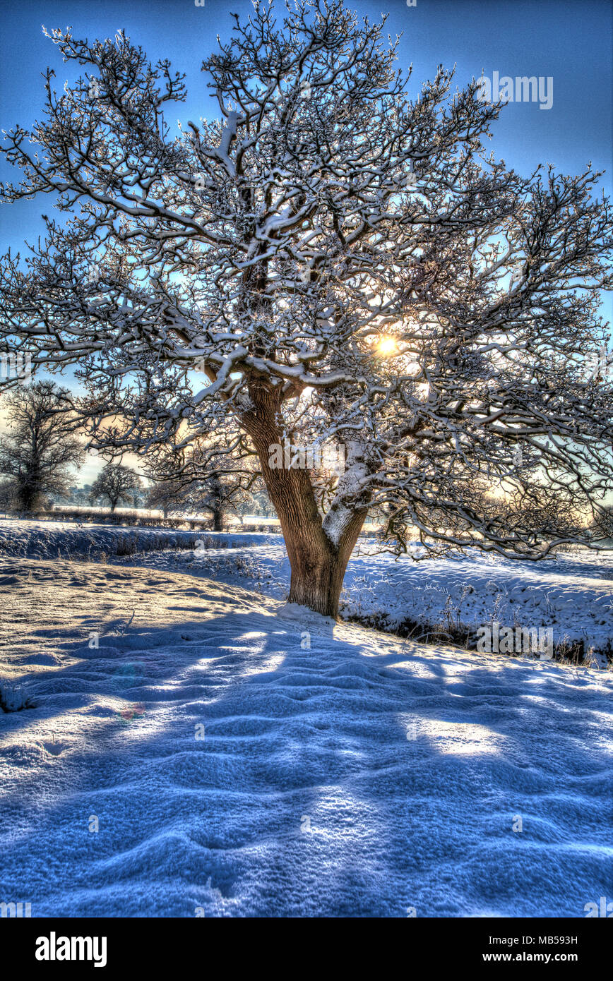 English oak tree in winter hi-res stock photography and images - Alamy