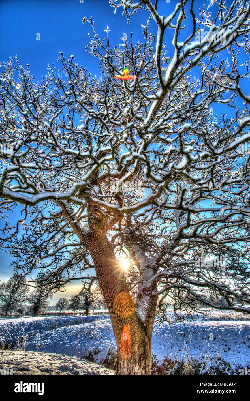 Pretty oak tree hi-res stock photography and images - Alamy