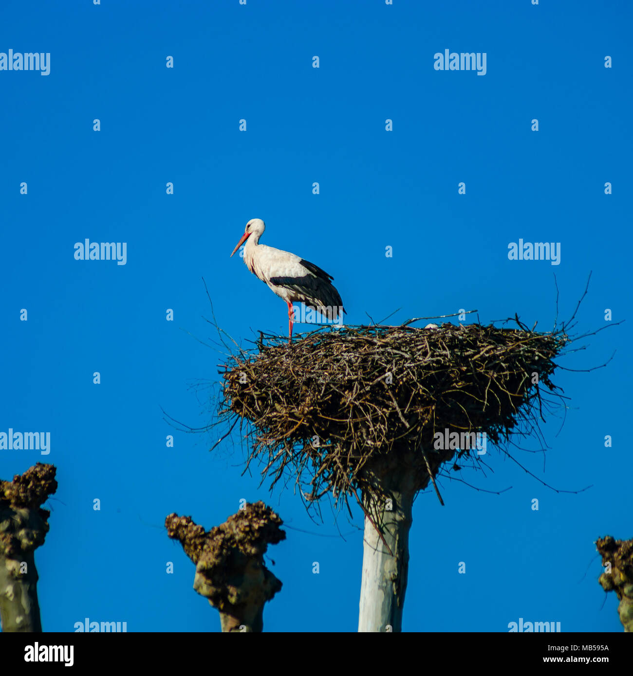 Strasbourg zoo hi-res stock photography and images - Alamy