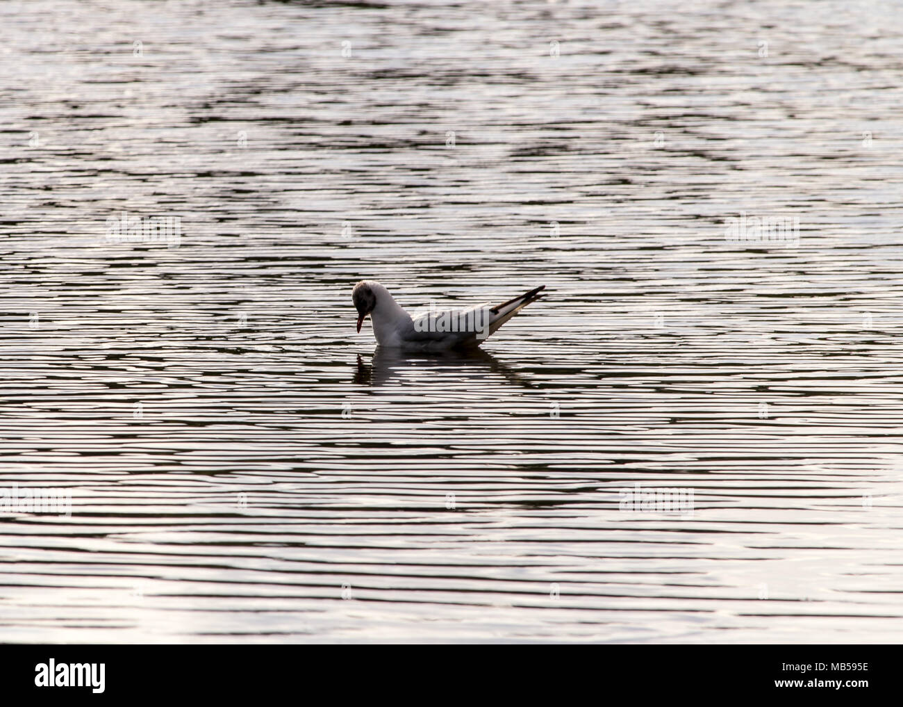 Ripples on still water hi-res stock photography and images - Alamy