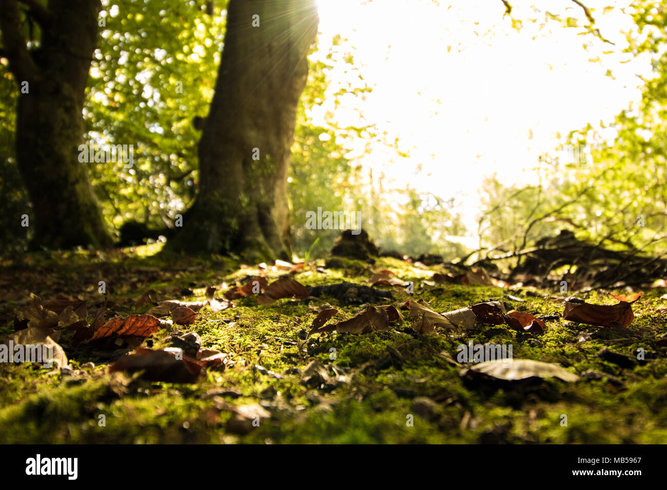 New forest floor hi-res stock photography and images - Alamy