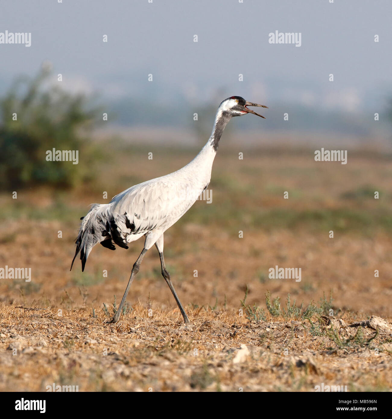 Common crane roaming in desert Stock Photo - Alamy