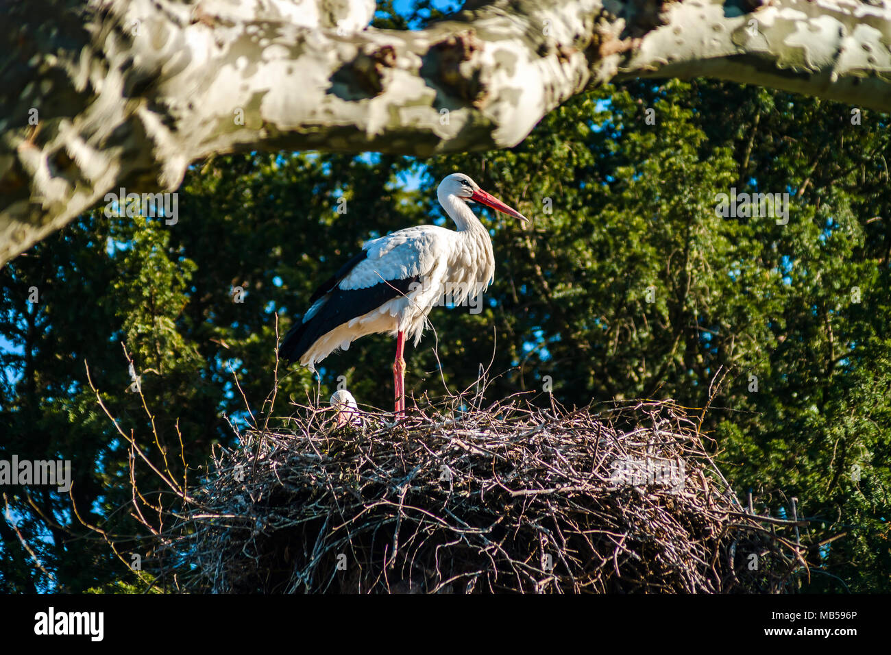 Beautiful white storks in the nest on blue sky backgroung, springtime ...