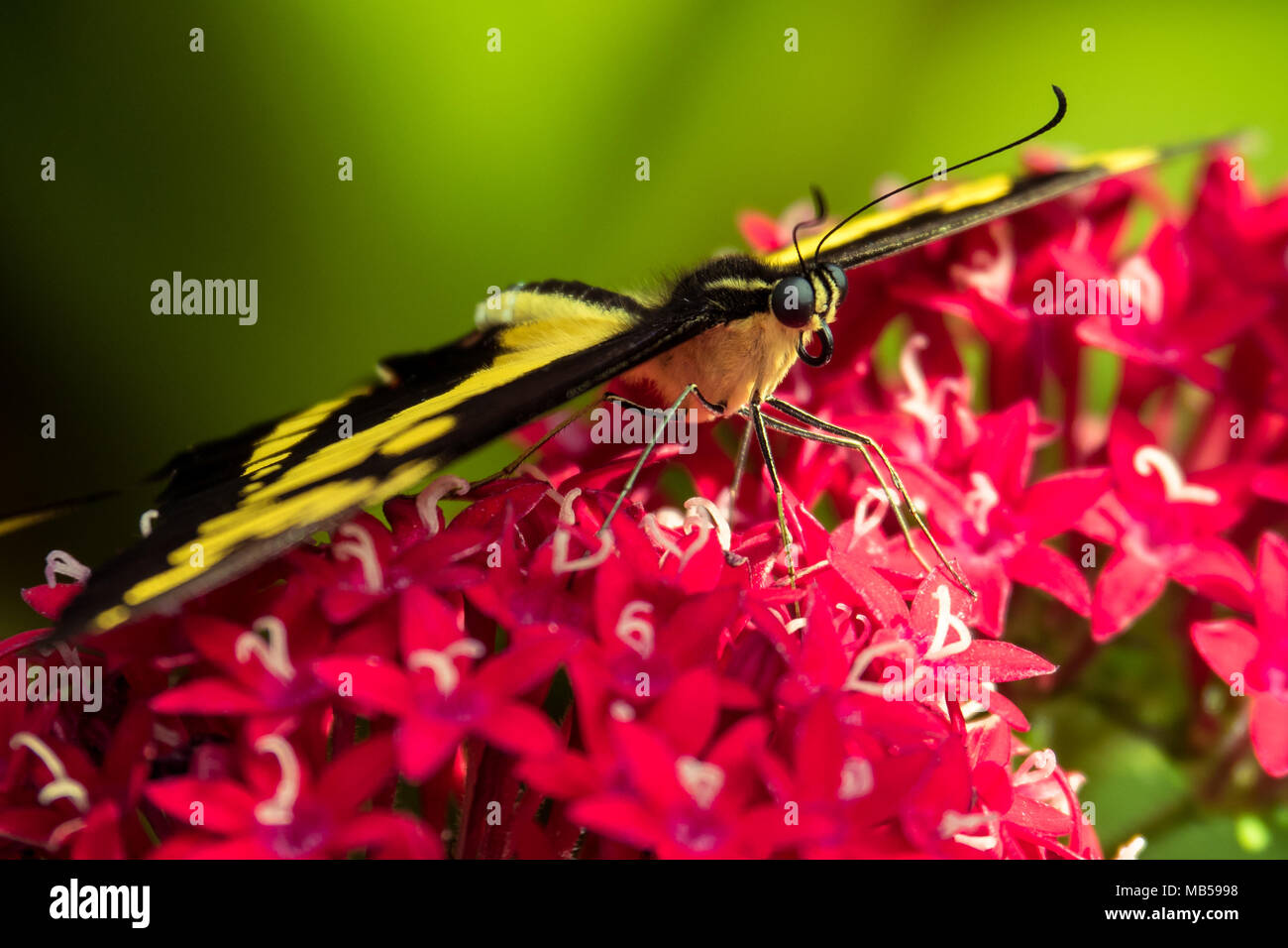 butterfly ov flower Stock Photo - Alamy