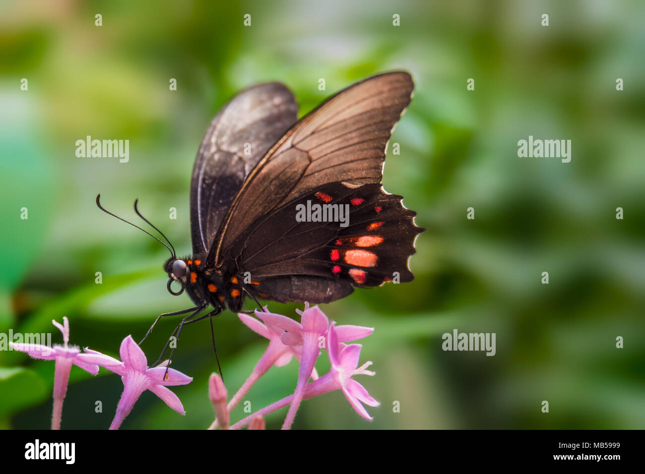 butterfly on flower Stock Photo - Alamy