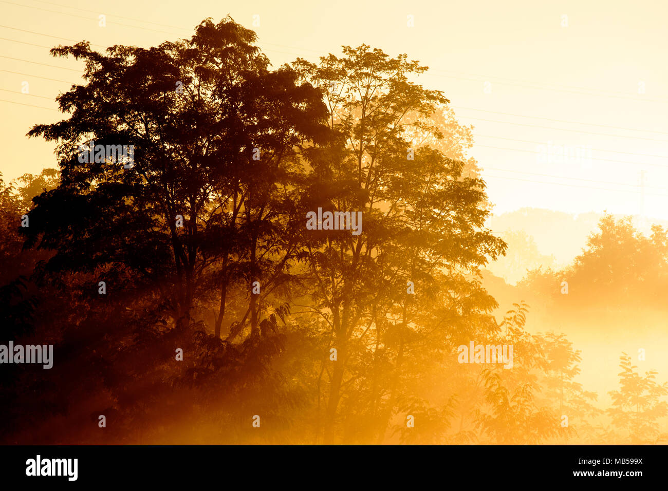 Sunrise through leaves tree hi-res stock photography and images - Alamy