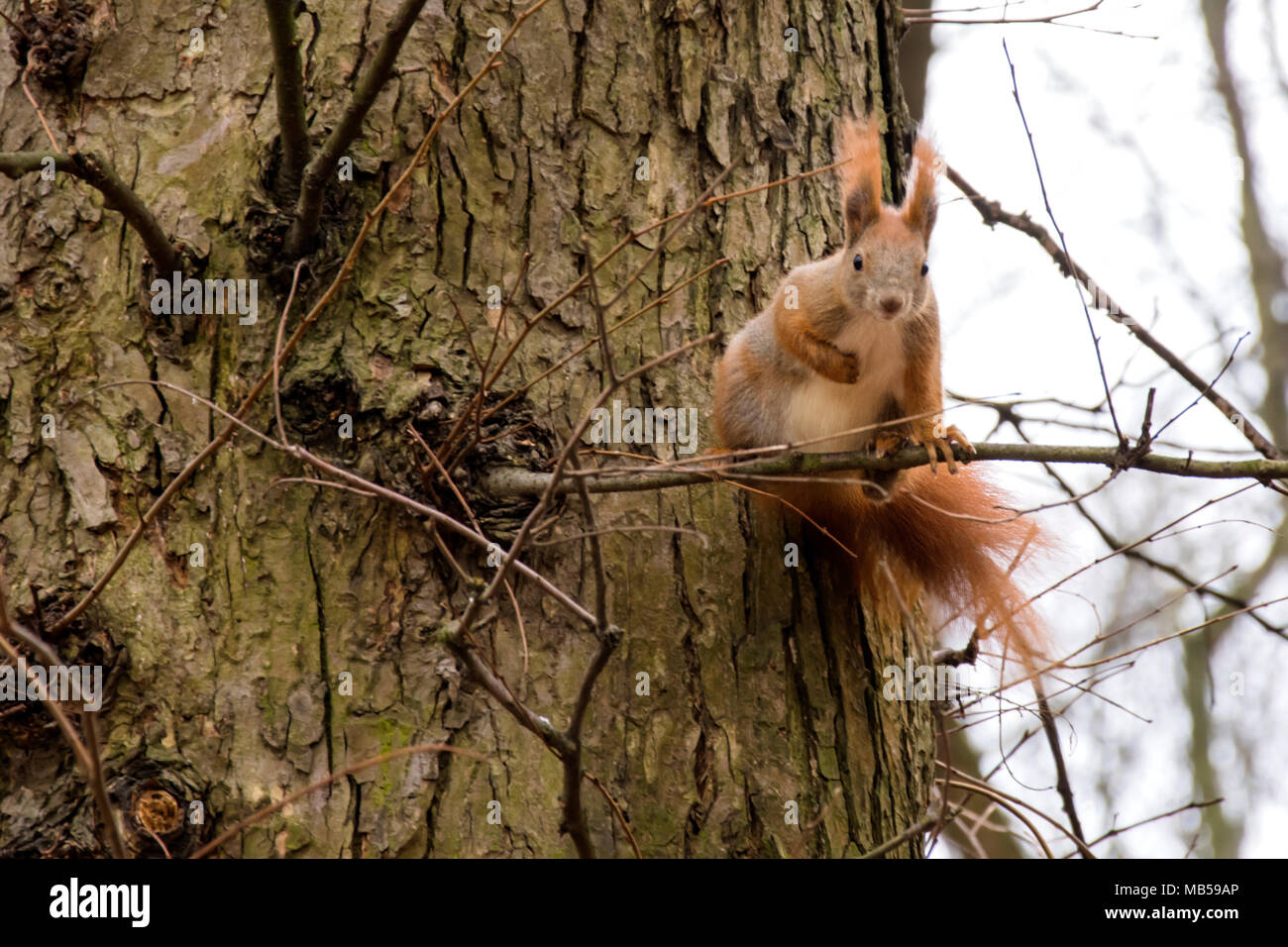 Funny squirrel looking camera hi-res stock photography and images - Alamy