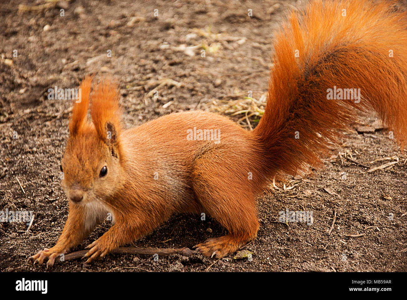 Funny squirrel looking camera hi-res stock photography and images - Alamy