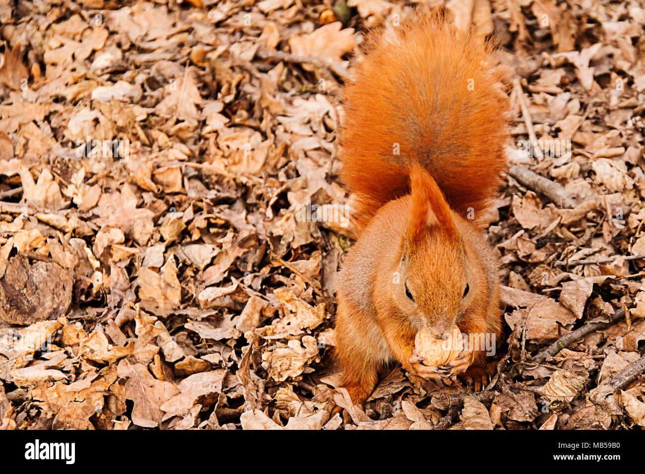 Eats walnut tree hi-res stock photography and images - Alamy