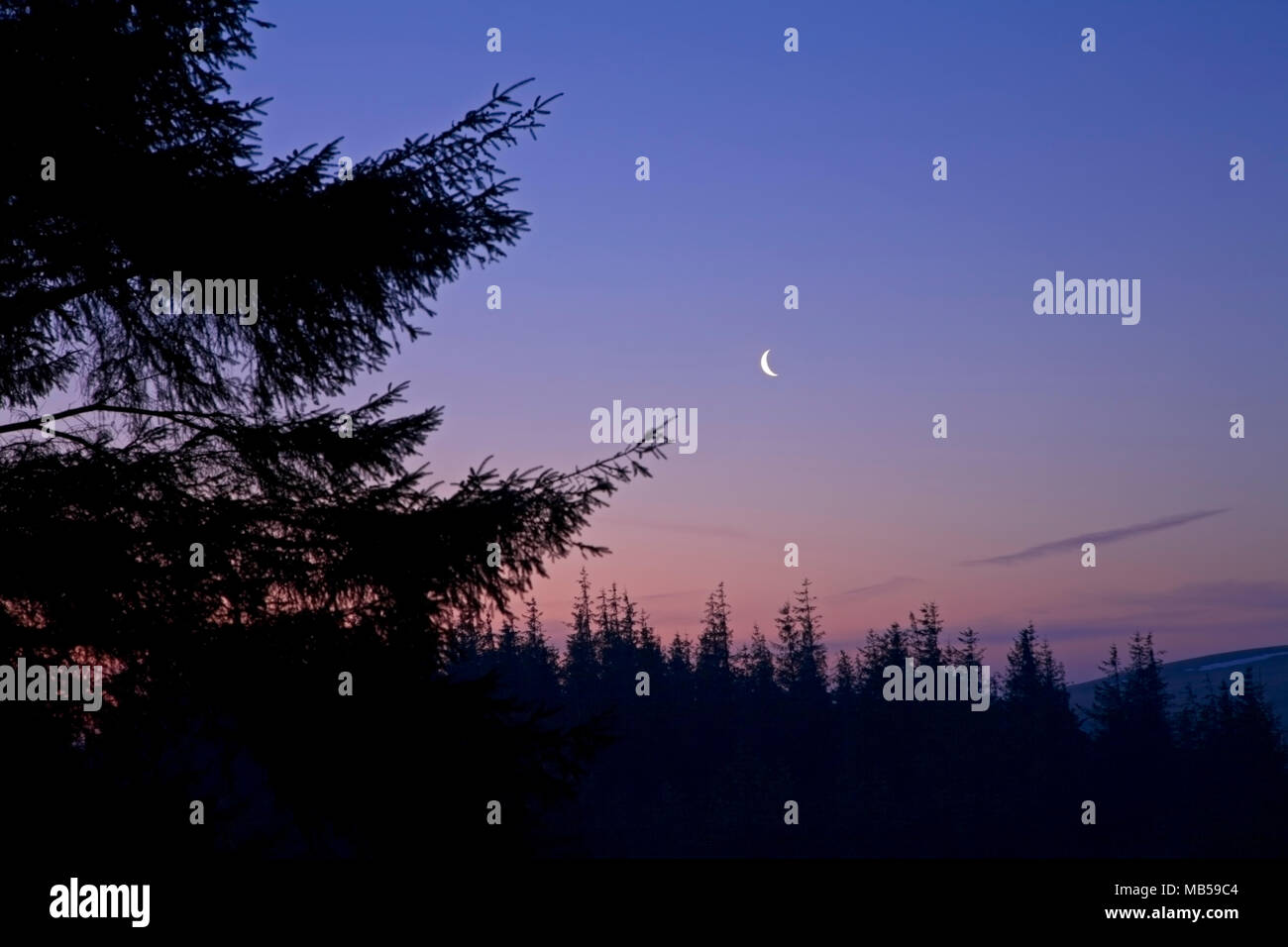 Crescent moon trees hi-res stock photography and images - Alamy