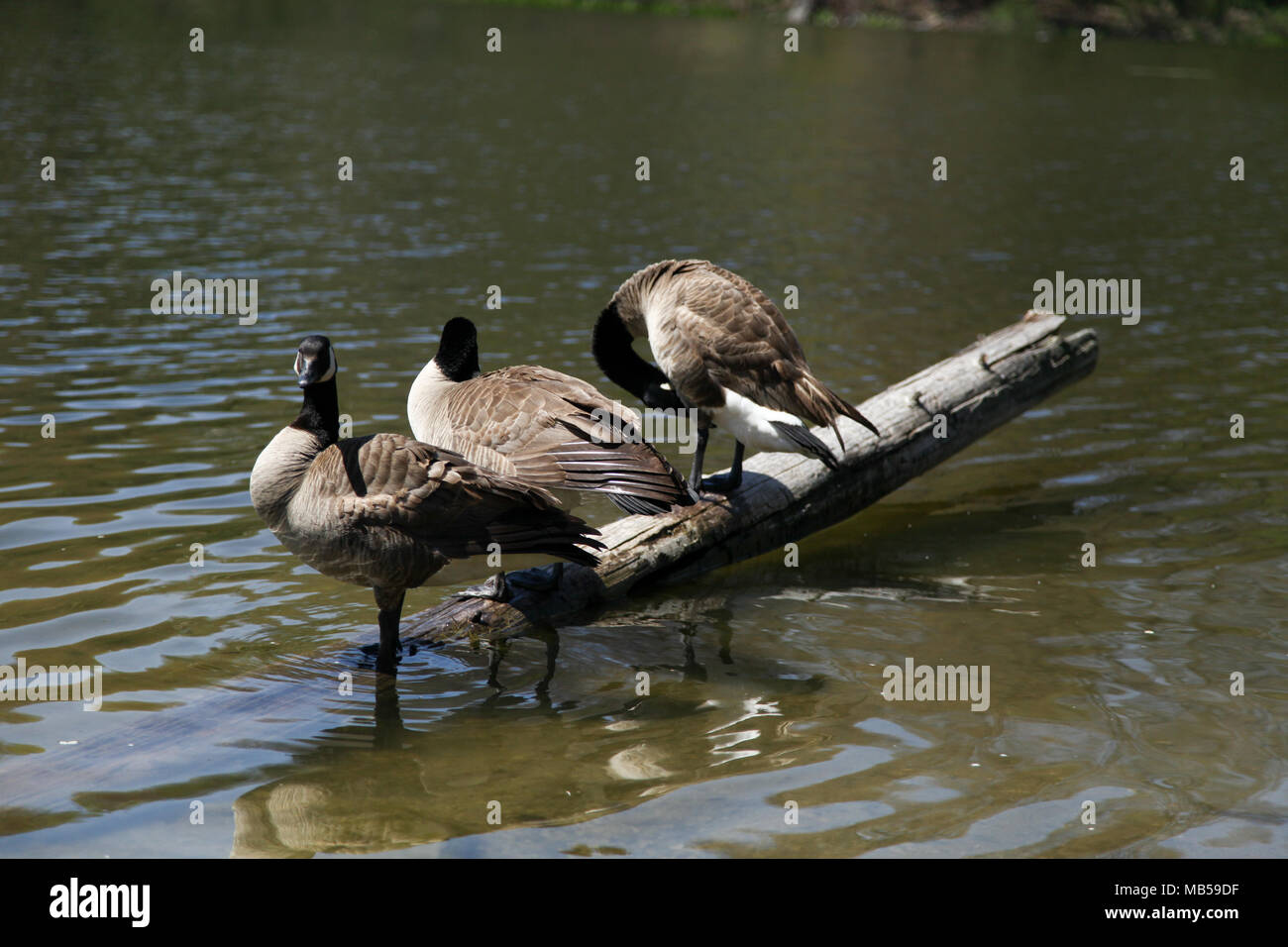 Canada goose toronto hi-res stock photography and images - Alamy