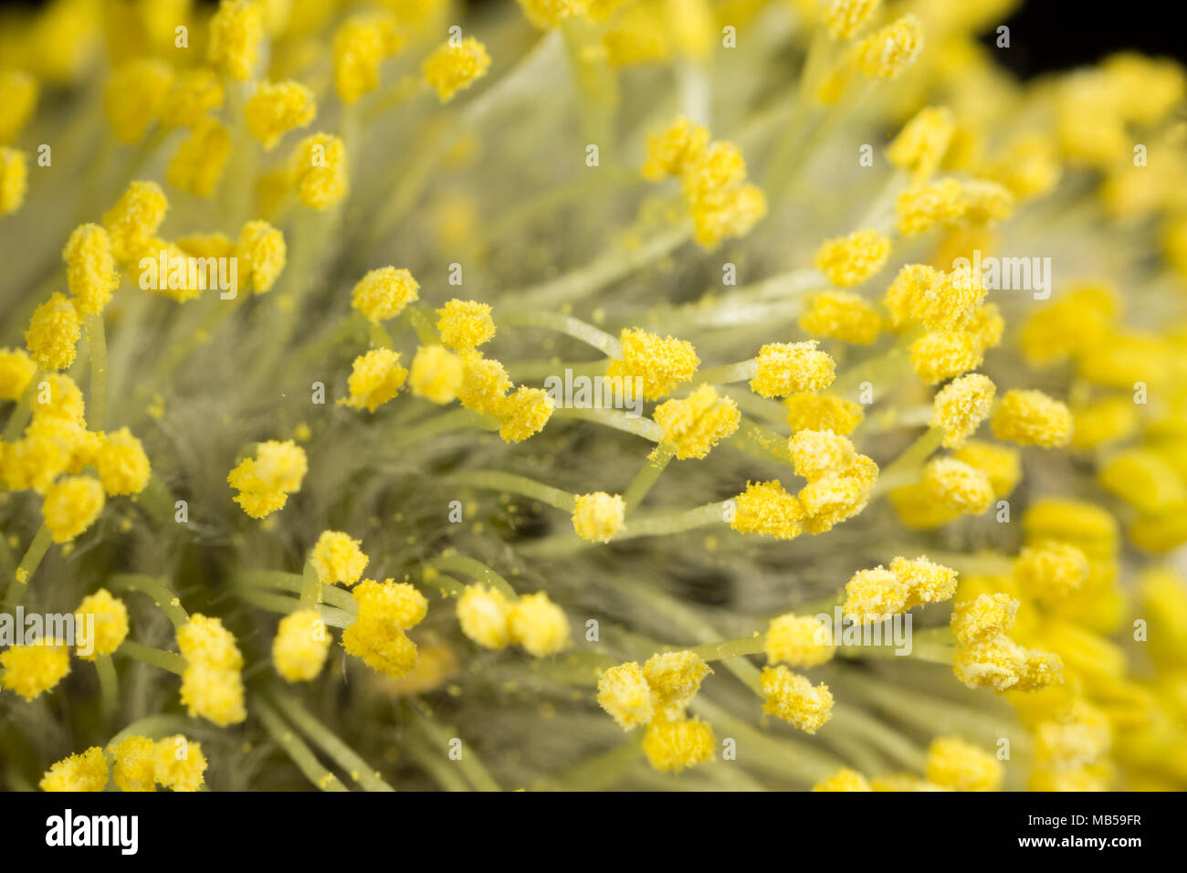 Male flowers of the goat willow, Salix caprea, showing stamens and ...