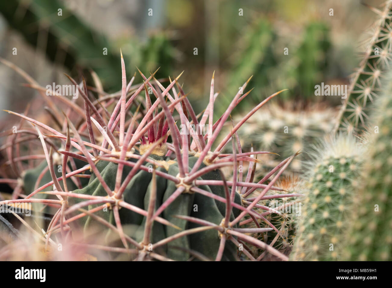 big spine of a cactus Echinocatus against blurry background Stock Photo ...