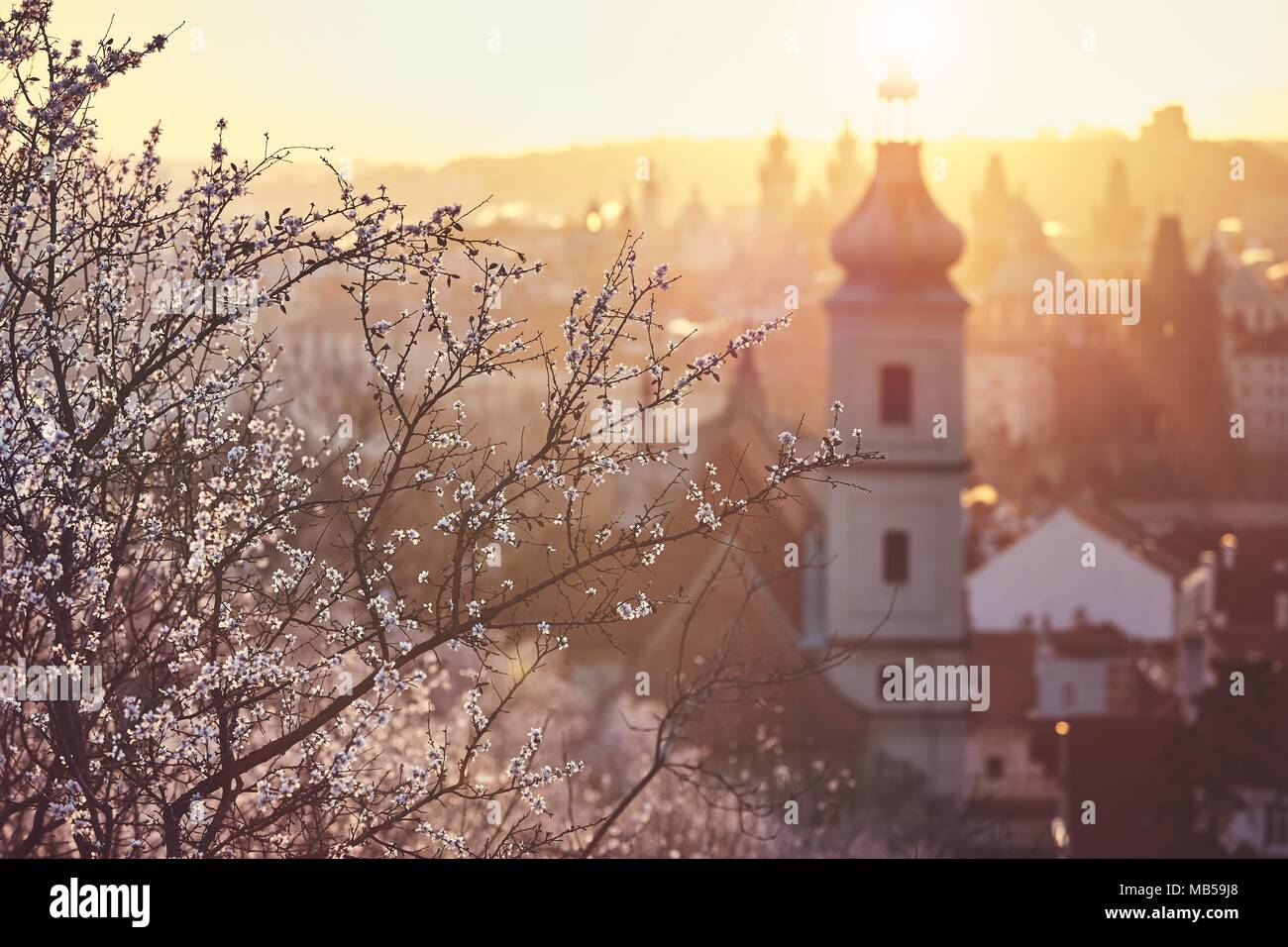 Spring in the city. Blooming trees against old town. Beautiful sunrise ...