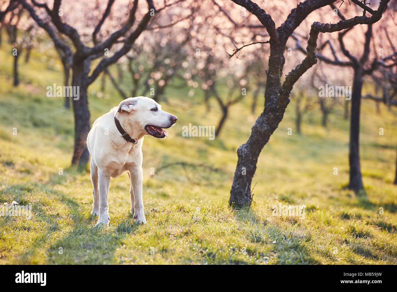 Dog in spring nature. Labrador retriever against blooming trees Stock ...