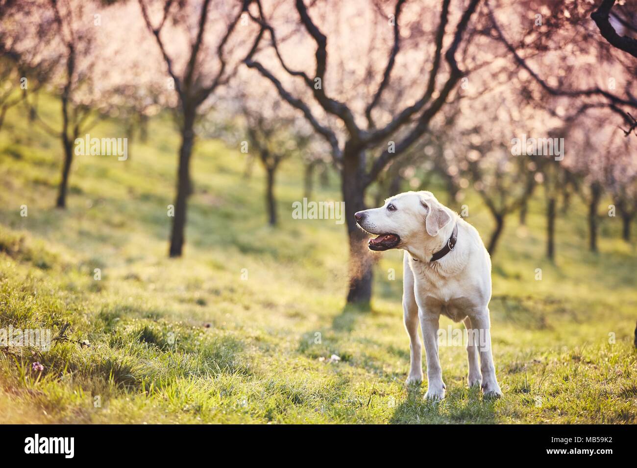Spring nature hi-res stock photography and images - Alamy