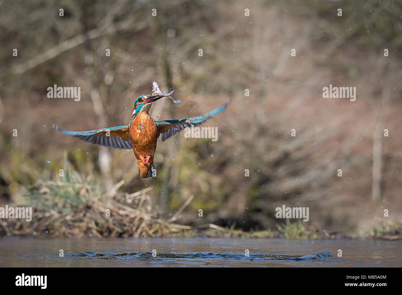 Kingfisher photograph hi-res stock photography and images - Alamy