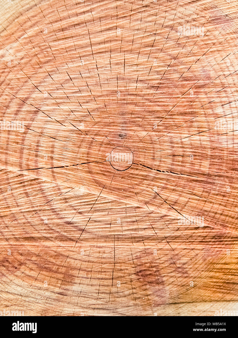 Tree trunk rings hi-res stock photography and images - Alamy