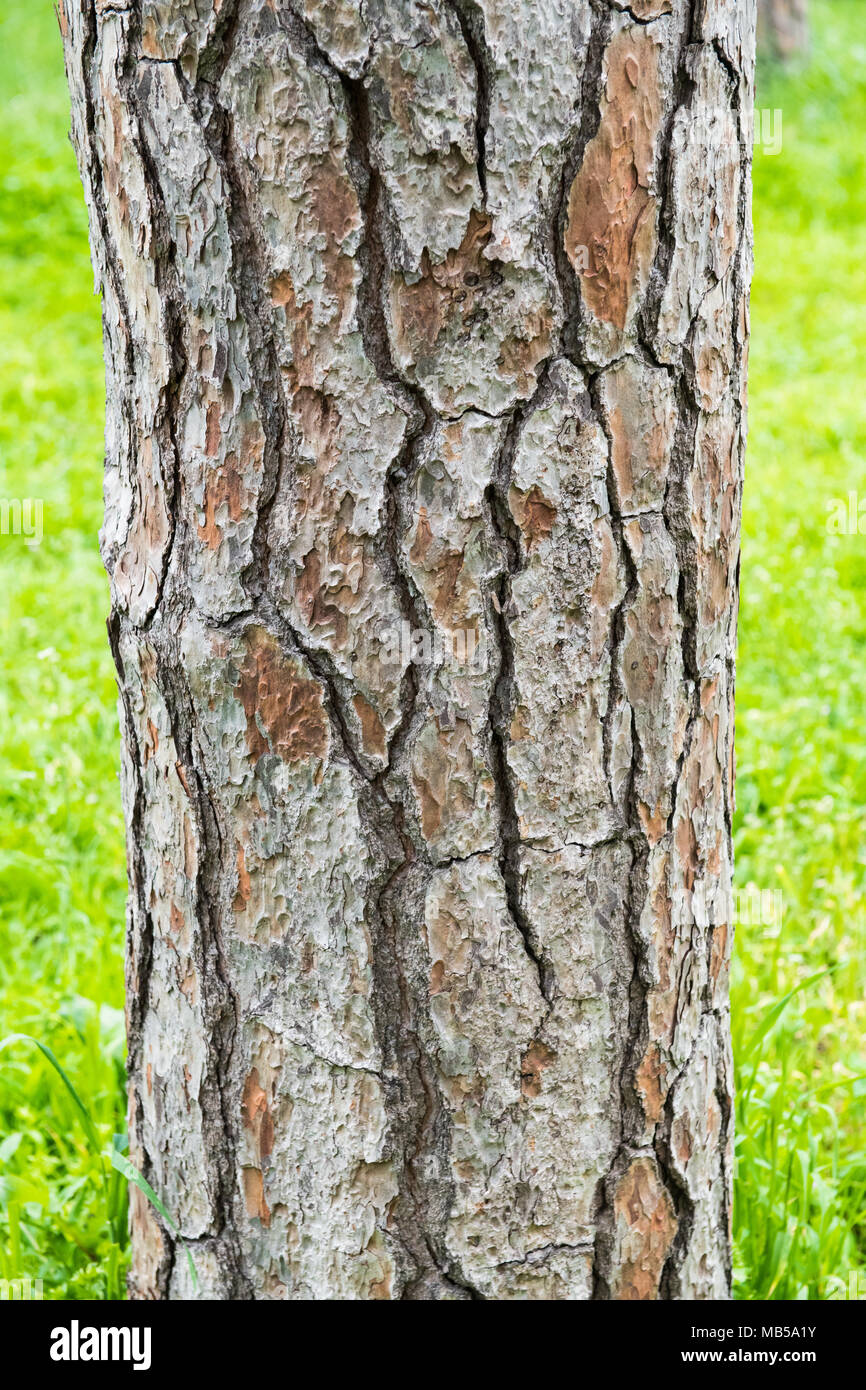 Oak tree trunk hi-res stock photography and images - Alamy