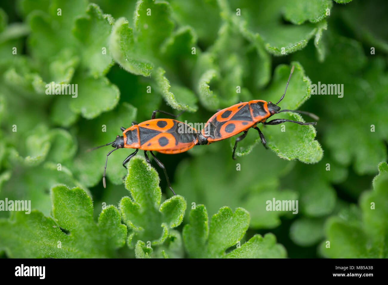 Pyrrhocoris apterus hi-res stock photography and images - Alamy